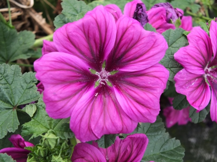 Malve / blaue Malve – Adams Gärtnerei