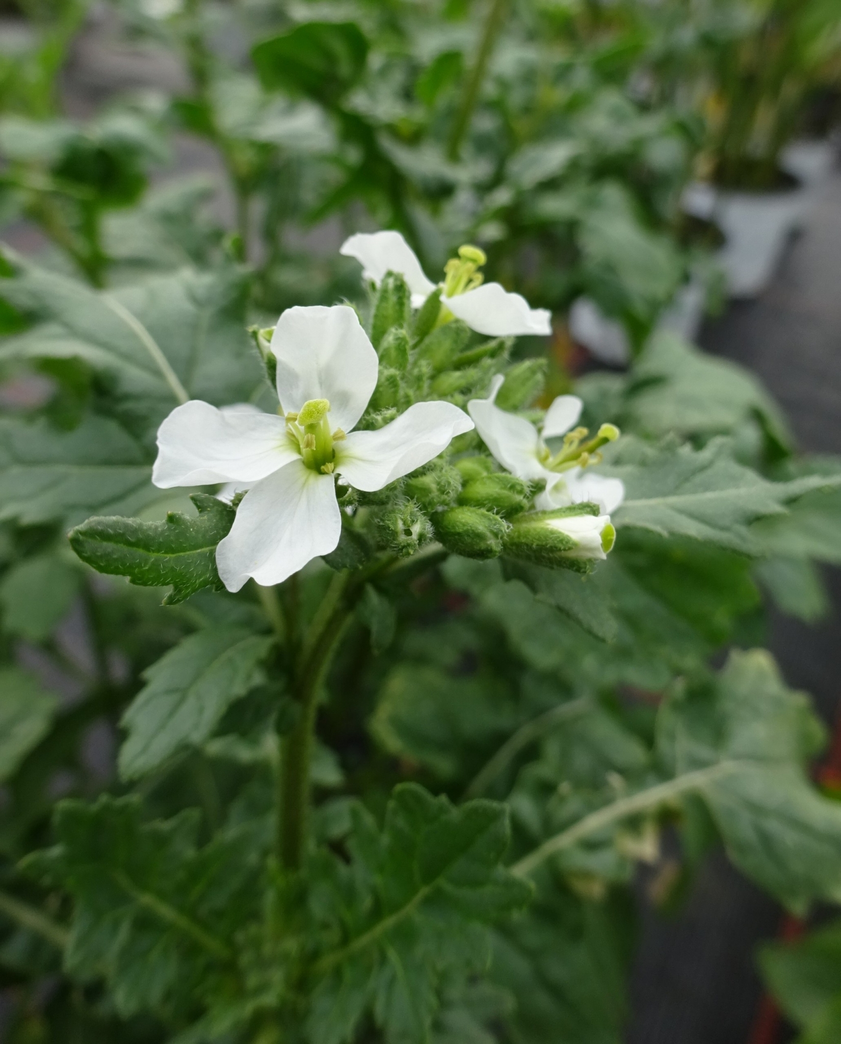 Wasabi-Rauke – Adams Gärtnerei